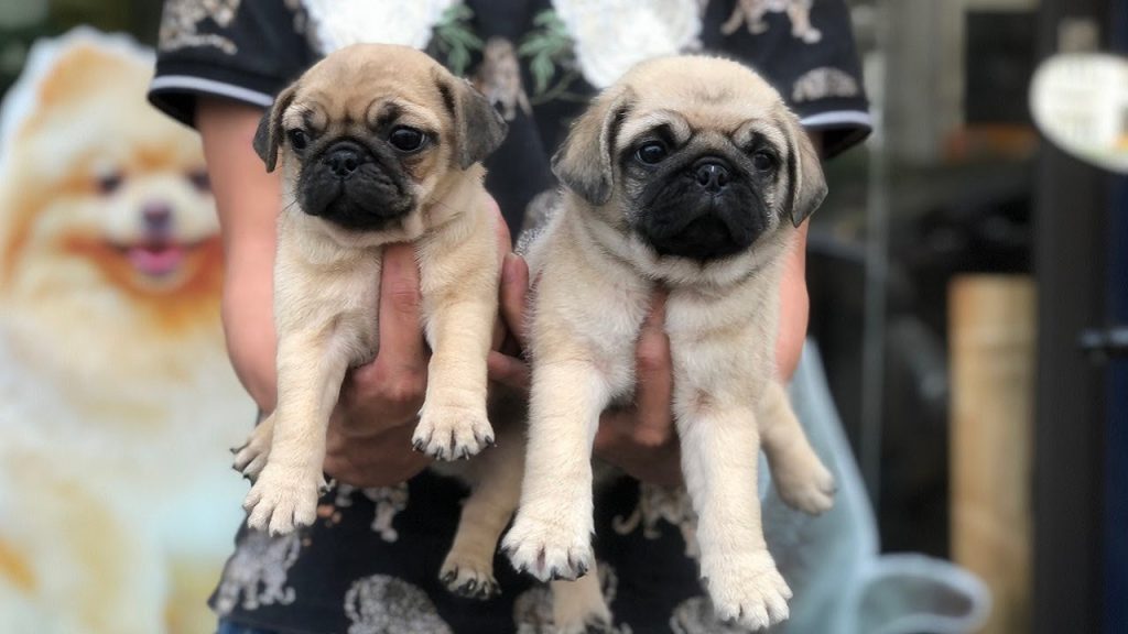 Kinh Nghiệm Nuôi Chó Pug mặt xệ chi tiết từ A-Z người mới