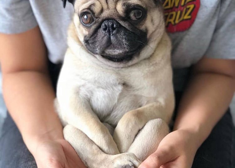 Kinh Nghiệm Nuôi Hamster béo tròn A-Z chi tiết nhất 2023