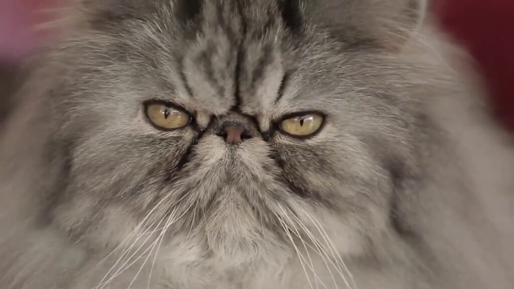 Kinh nghiệm nuôi mèo Ba Tư chi tiết nhất cho người mới