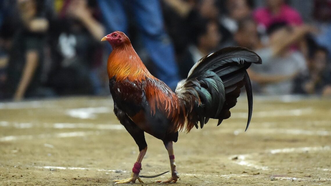 Tổng Hợp Kinh Nghiệm Nuôi Gà Đá Hay Dành Cho Sư Kê