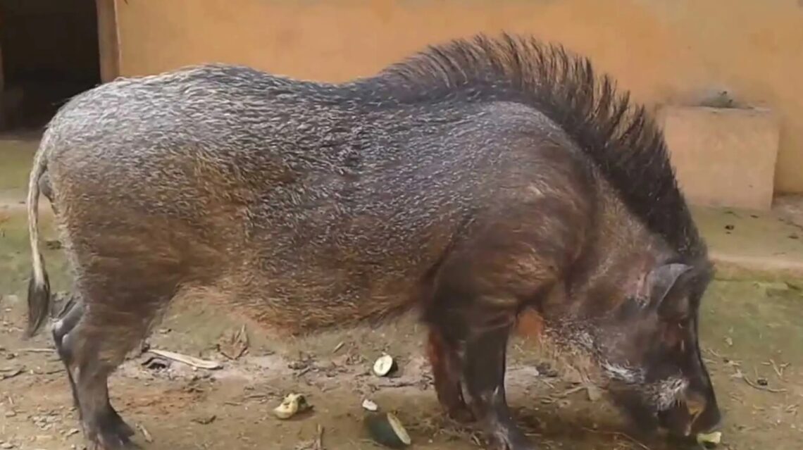 Tìm Hiểu Những Kinh Nghiệm Nuôi Heo Rừng Hiệu Quả