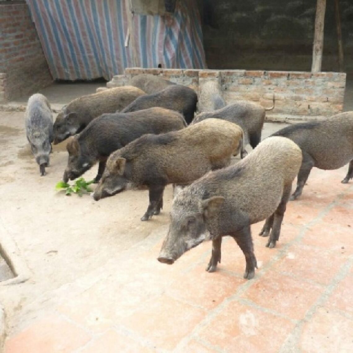 Tìm Hiểu Những Kinh Nghiệm Nuôi Heo Rừng Hiệu Quả