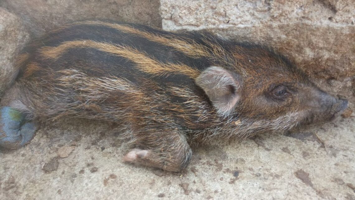 Tìm Hiểu Những Kinh Nghiệm Nuôi Heo Rừng Hiệu Quả