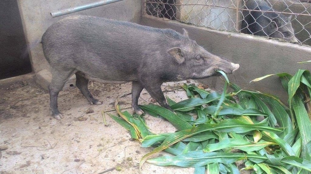 Tìm Hiểu Những Kinh Nghiệm Nuôi Heo Rừng Hiệu Quả